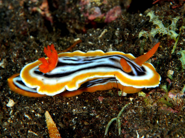 Nudibranchs/Chromodoris magnifica