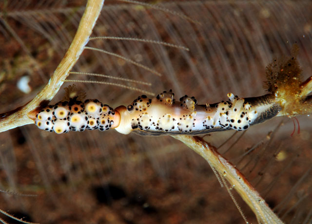 Nudibranchs/Doto sp
