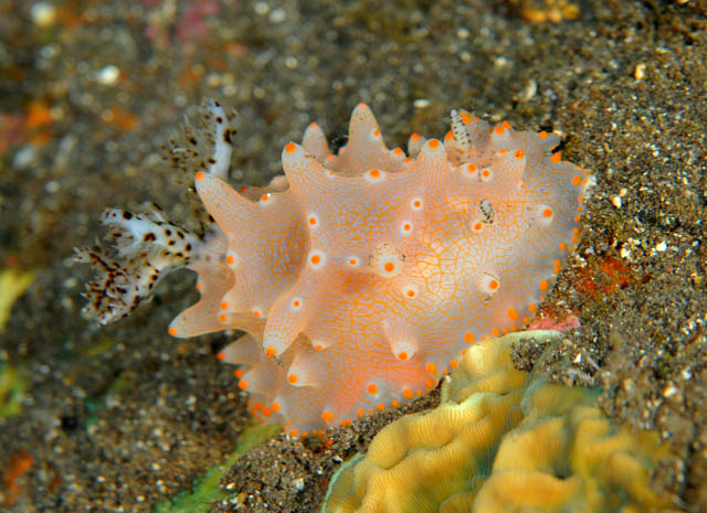 Nudibranchs/Halgerda batangas