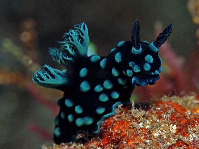Nudibranchs/Nembrotha cristata1