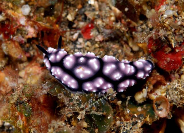 Nudibranchs/Phyllidia pustulosa
