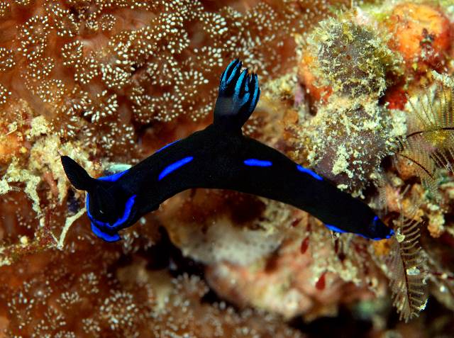 Nudibranchs/Tambja morosa