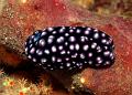 Blackspotted Sea Cucumber - Pearsonothuria graeffei