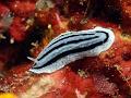 Blackspotted Sea Cucumber - Pearsonothuria graeffei