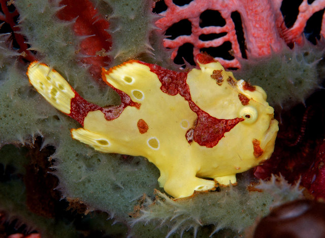 Odyssea_Reefs/01-Painted Anglerfish