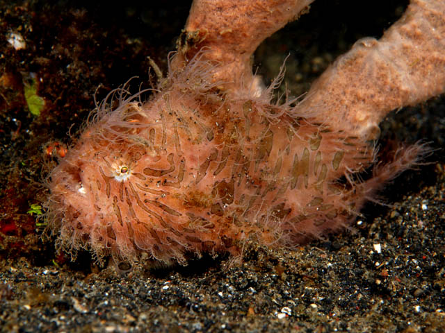 Odyssea_Reefs/03-Striped Anglerfish