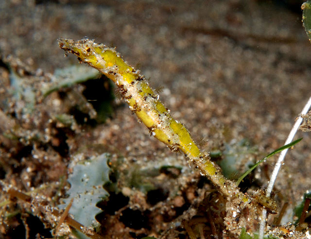 Odyssea_Reefs/13-Pygmy Pipehorse