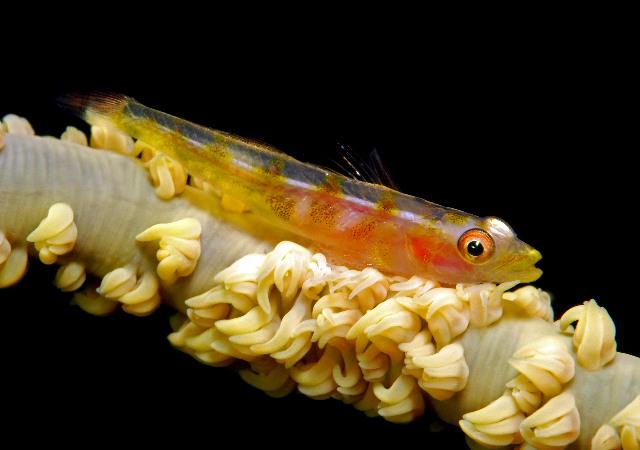Odyssea_Reefs/28-Whip Goby