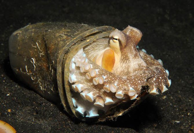 Lembeh/03 Long Armed Octopus