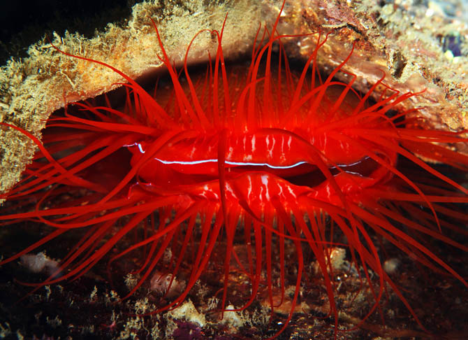 Lembeh/30 Flashing File Shell