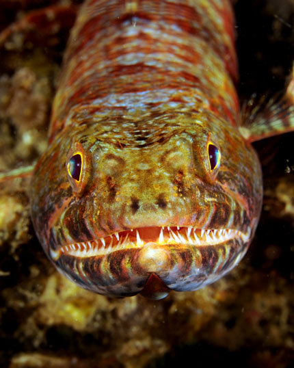 Lembeh/40 Lizardfish