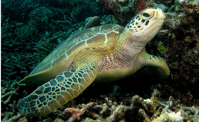 Species Showdown - Green Turtle vs Hawksbill Turtle