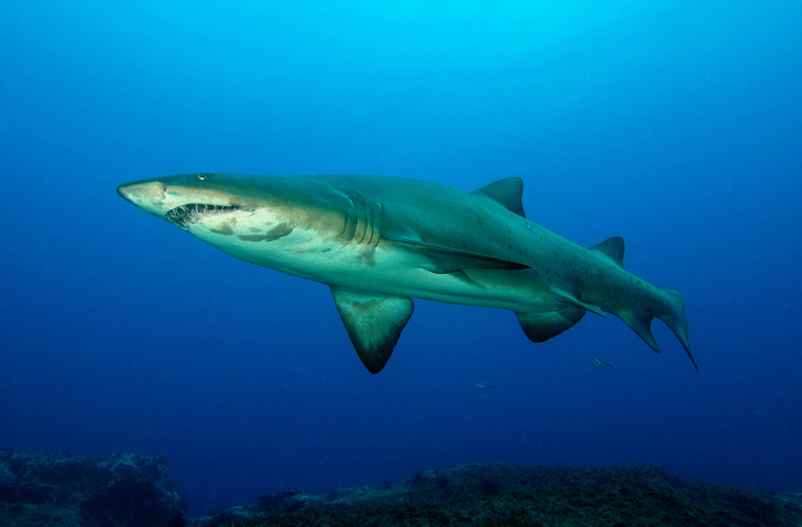 sharks/Grey Nurse Shark04