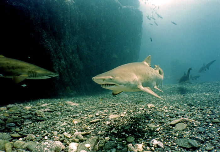 sharks/Grey Nurse Shark20